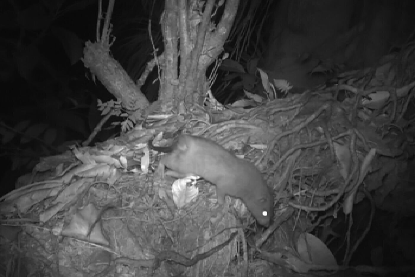 Le plus grand et rare rat du monde, une légende vérifiée par les ...