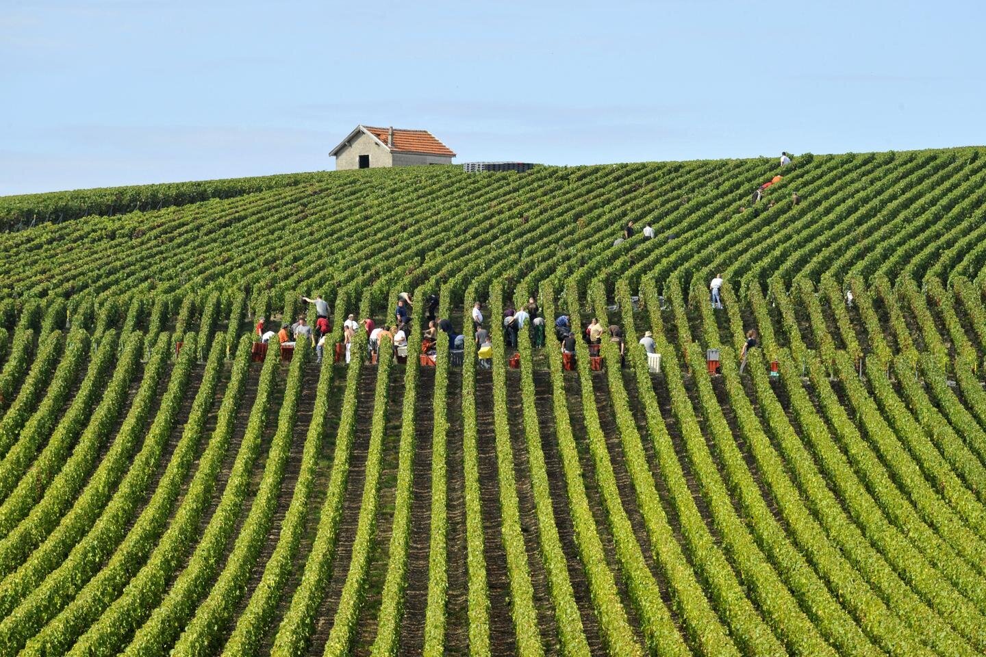 Réduction de 7,5 % de la production agricole française en 2024 - One Media