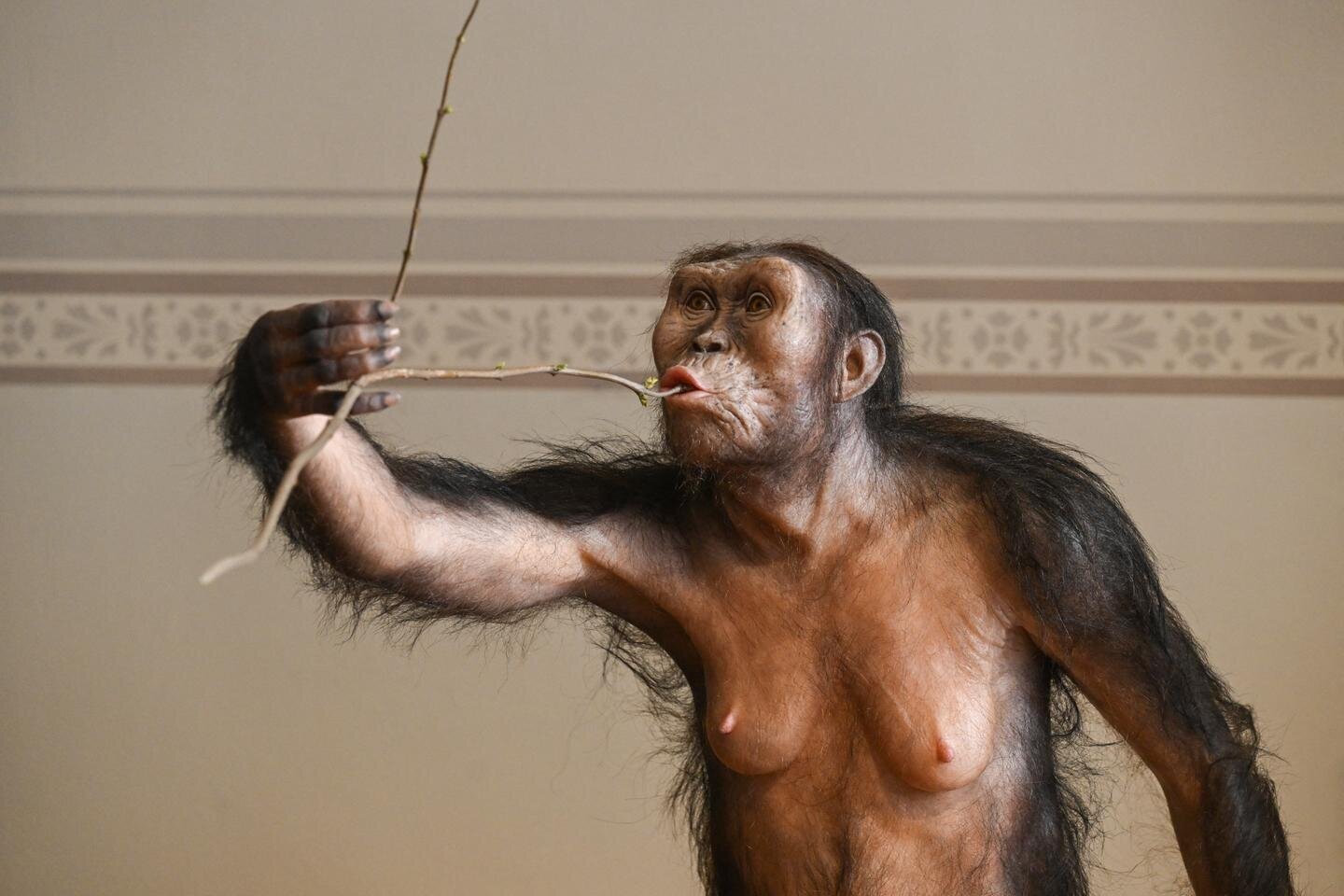 Lucy, la célèbre australopithèque, arrive enfin en Europe - One Media