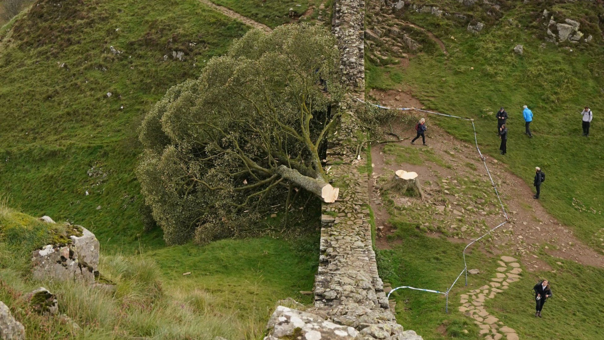 Des vandales coupent l'arbre emblématique de Sycamore Gap en Angleterre ...